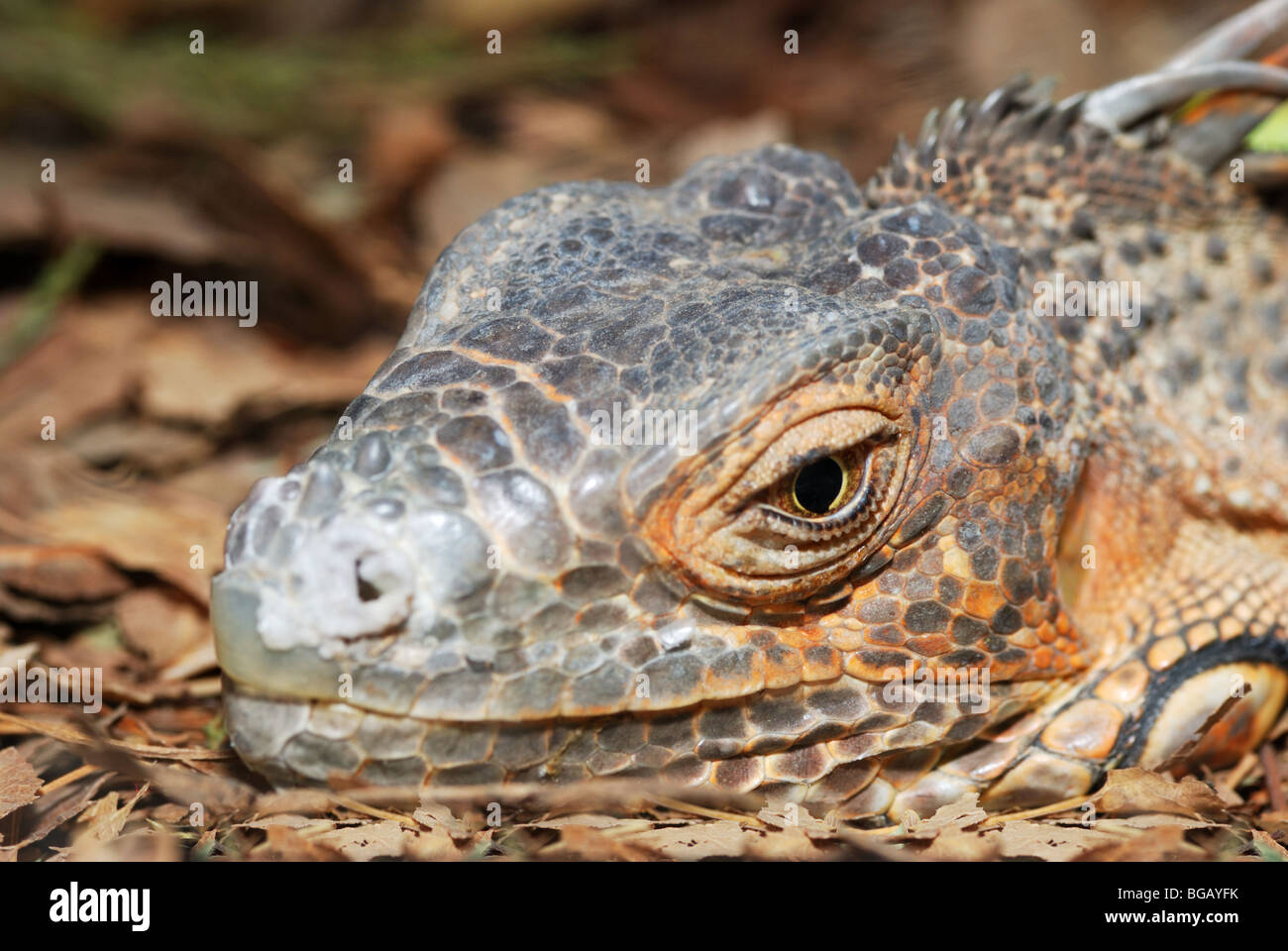 The lizard. A kowtowing animal on stones - a pebble Stock Photo - Alamy