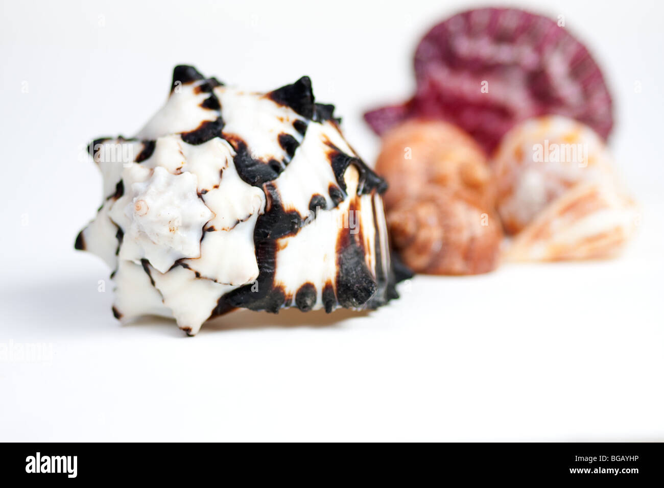 Spiral seashell black white hi-res stock photography and images - Alamy