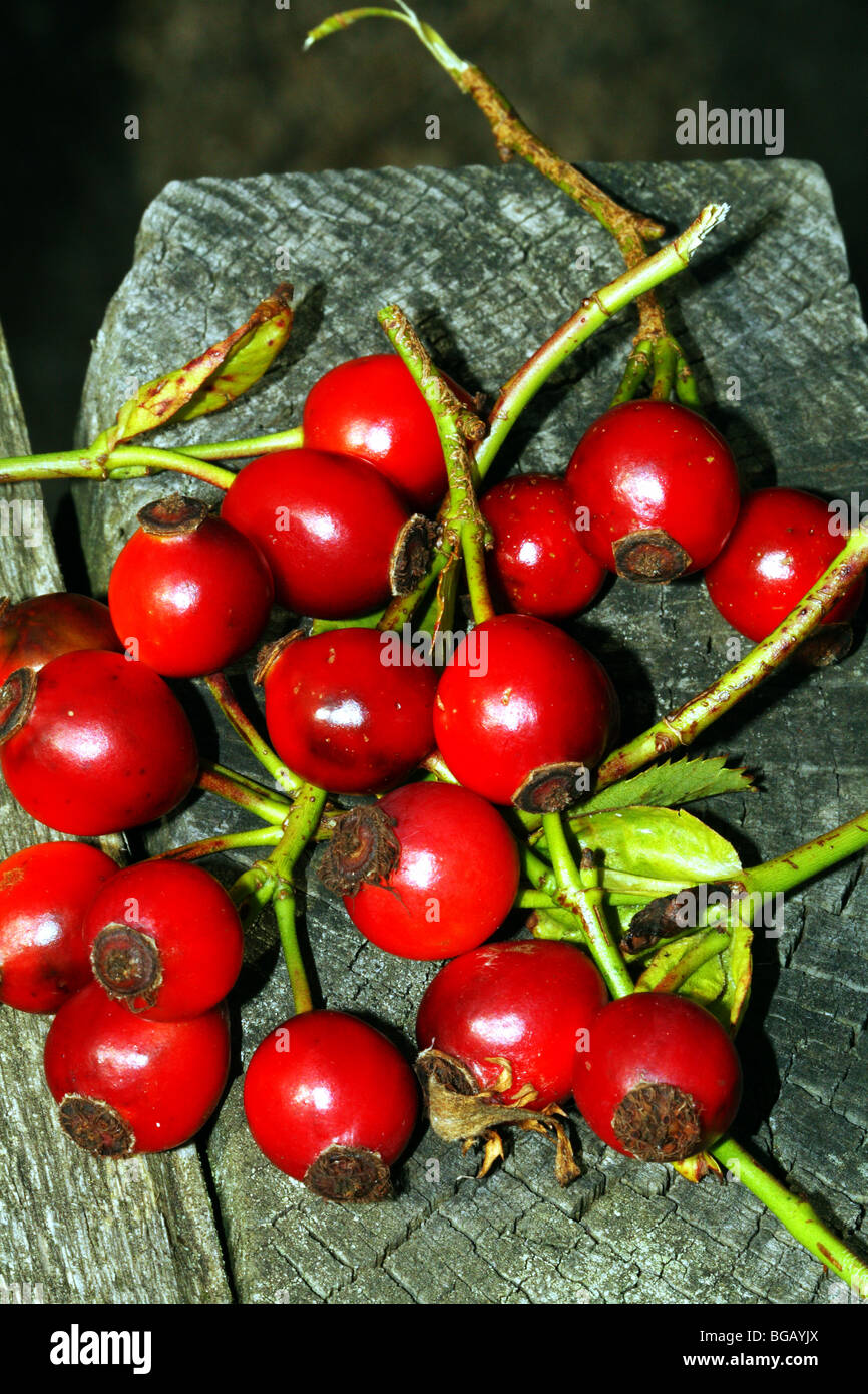 Red Rose Hips or Haws Rosa canina Family Roseaceae Stock Photo - Alamy