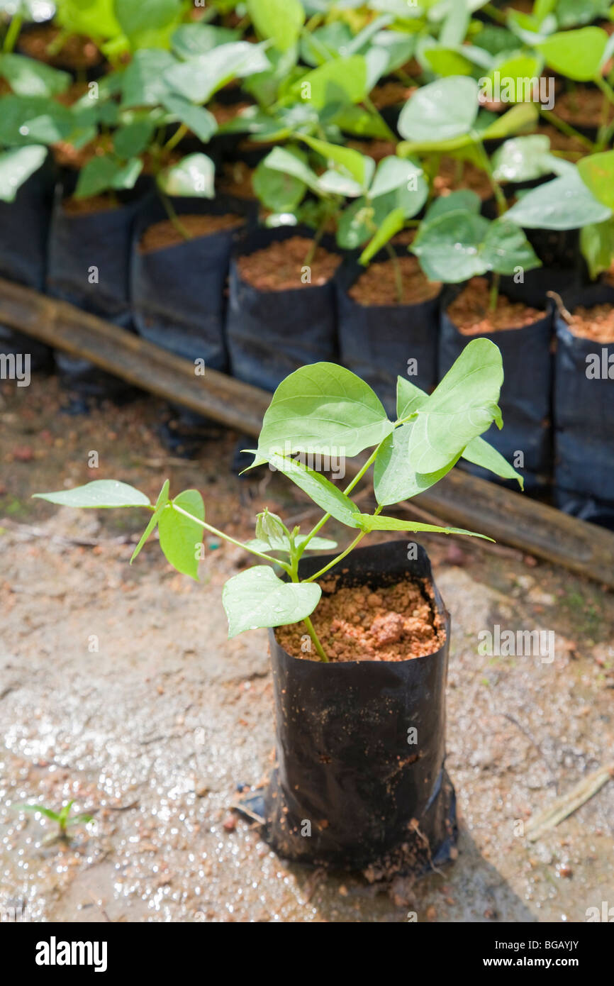 A young potted Mucuna bracteata, a leguminous cover plant which is ...