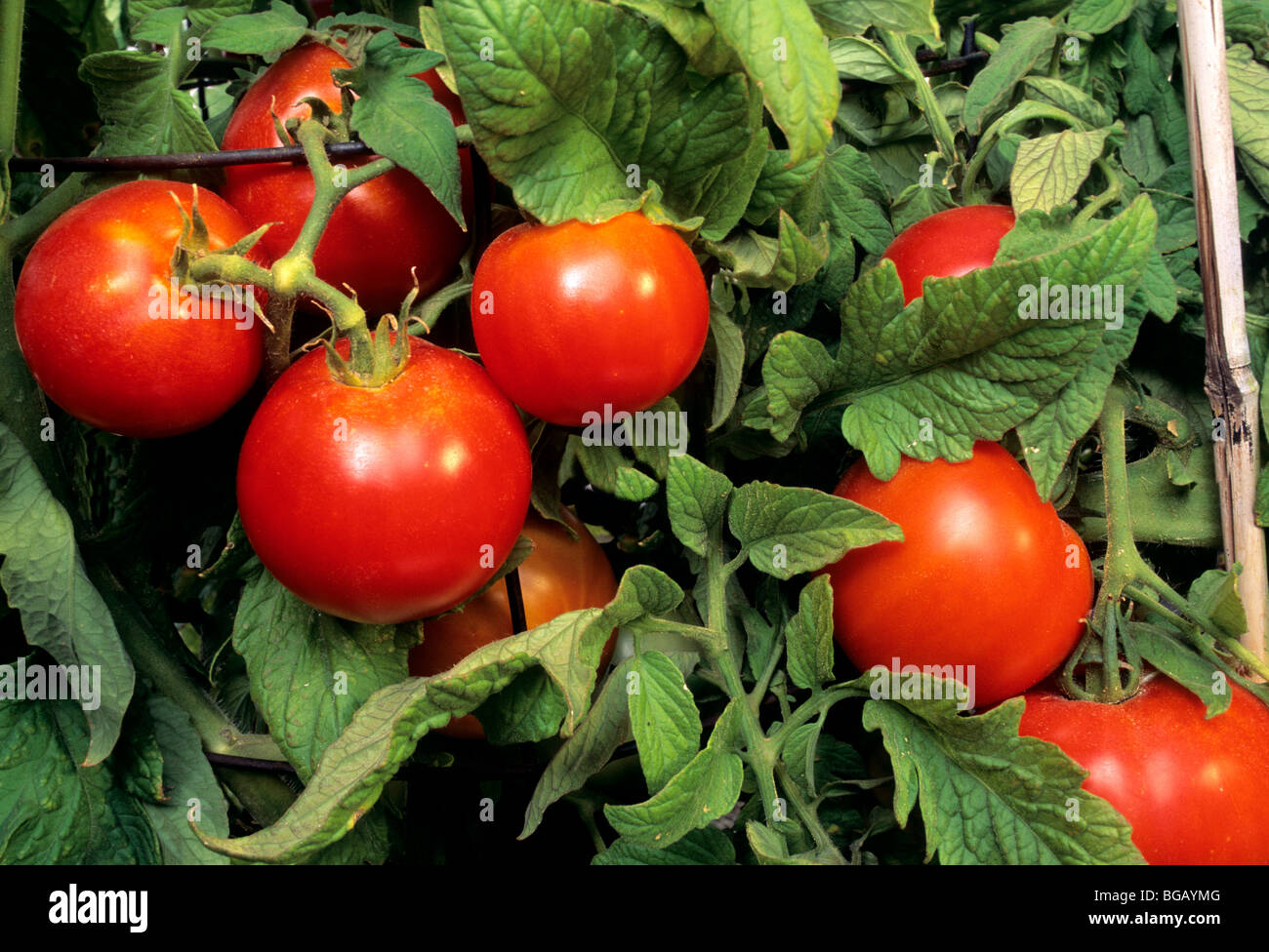Early girl tomato hi-res stock photography and images - Alamy