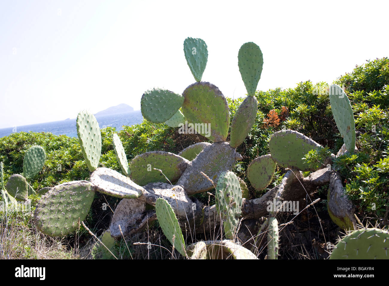 Wild Cactus Bush, Sant'Antioco, Sardinia, Italy Stock Photo - Alamy