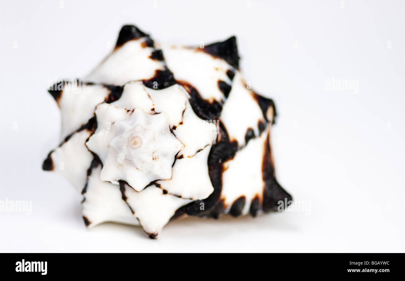Spiral seashell black white hi-res stock photography and images - Alamy