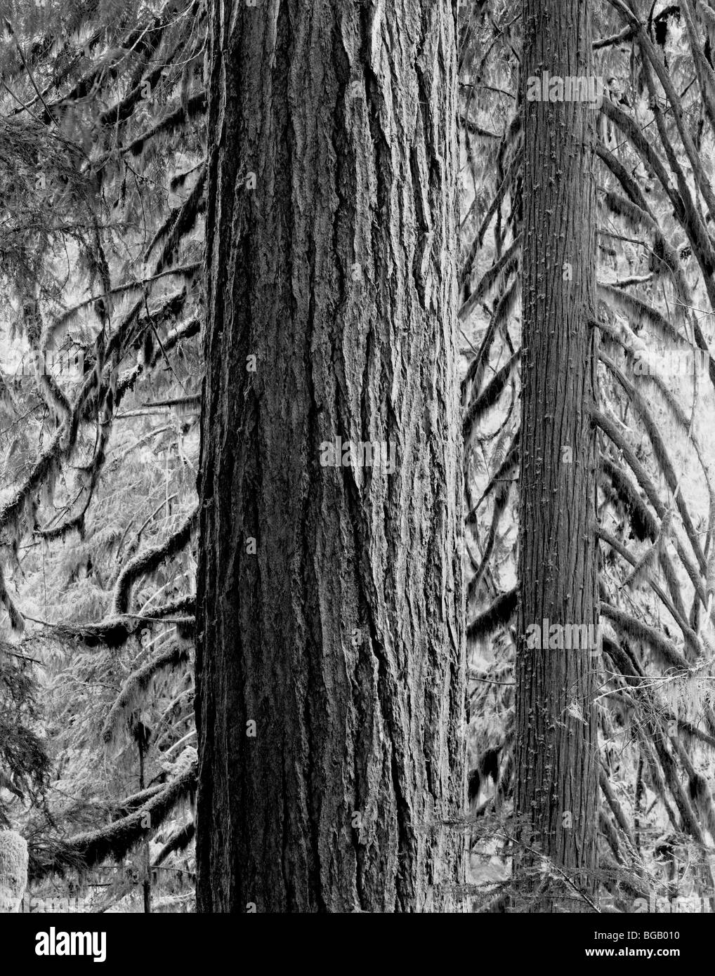 Cedar tree Black and White Stock Photos & Images - Alamy