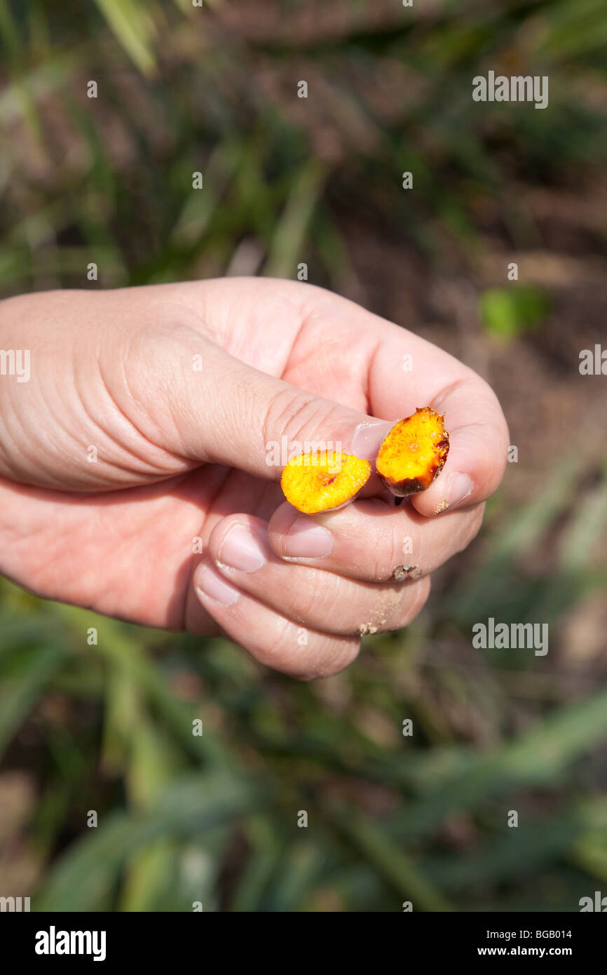 Cross-section of immature palm fruit in palm of hand. Johor Bahru ...