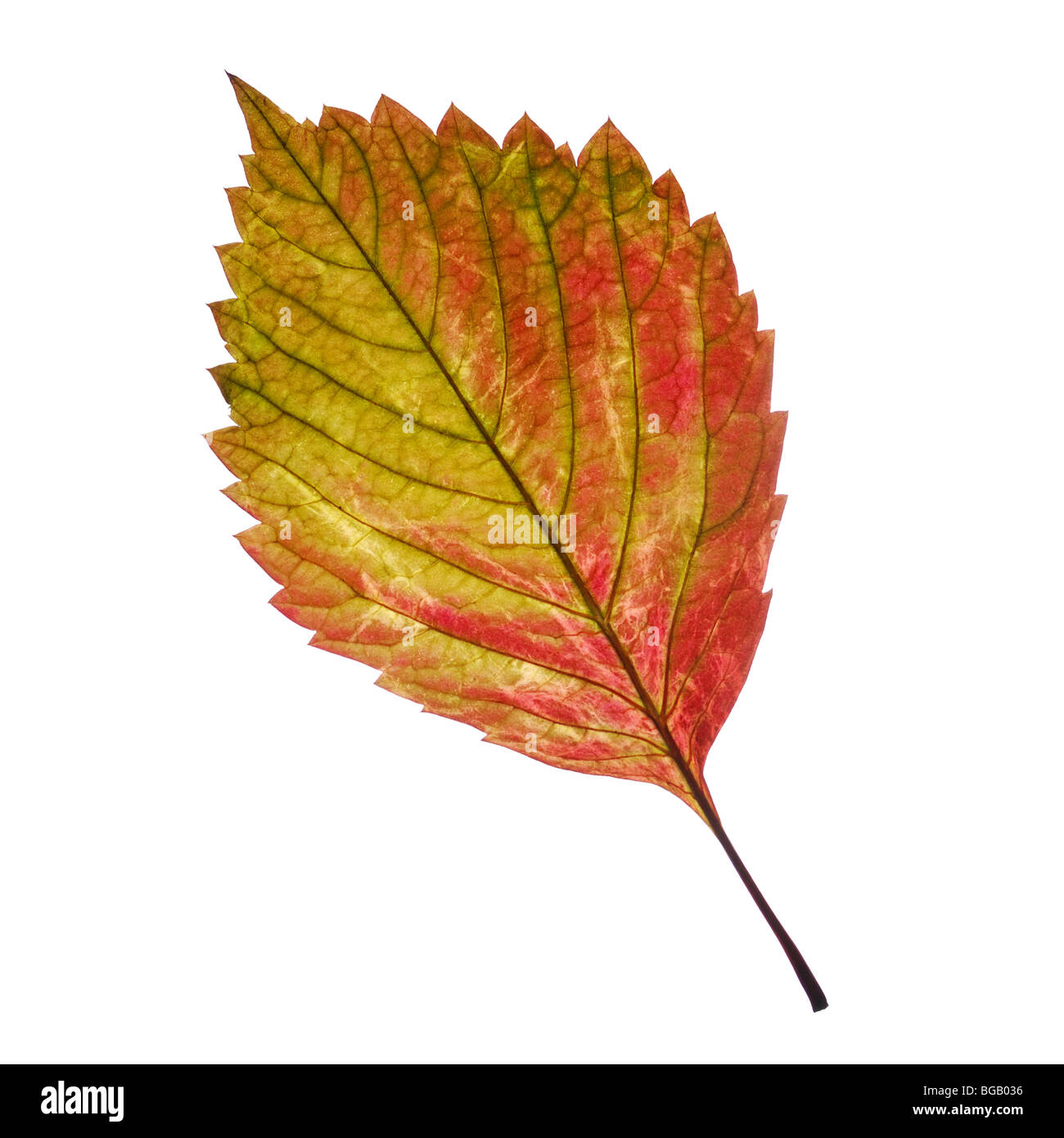 one leaf. It is isolated on a white background Stock Photo - Alamy