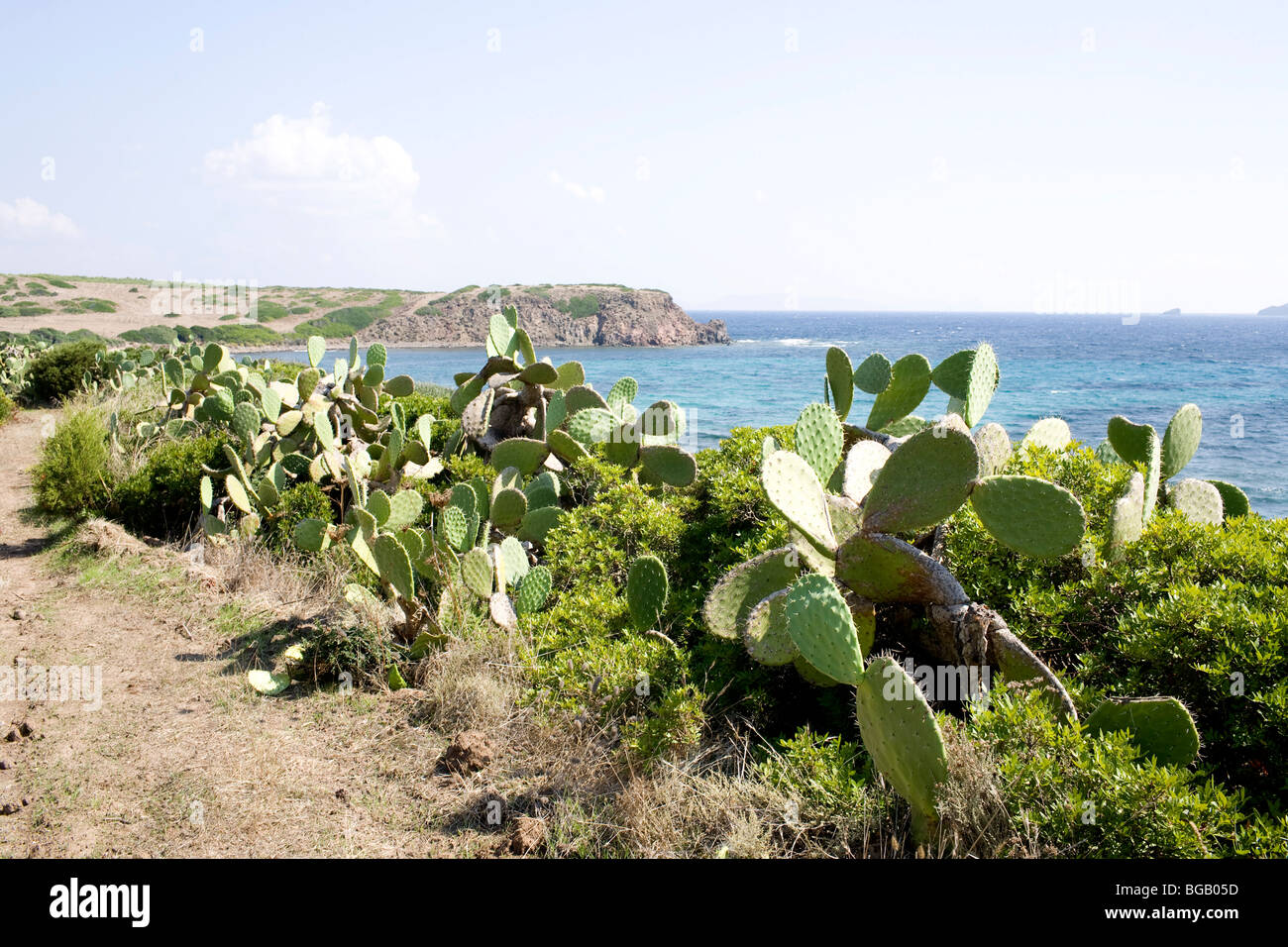 Italy sardinia cactus hi-res stock photography and images - Alamy