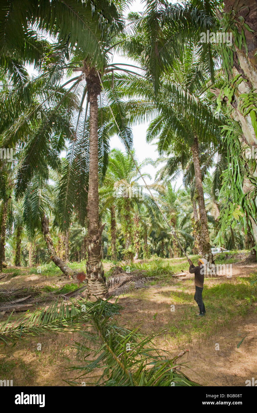 Oil Palm Tree Harvesting Stock Photos & Oil Palm Tree Harvesting Stock ...
