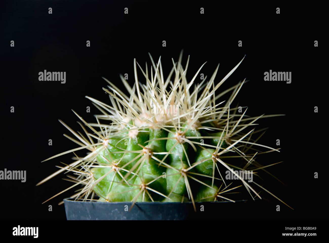 Botany; Cactus Plant With Long Spikes Stock Photo - Alamy
