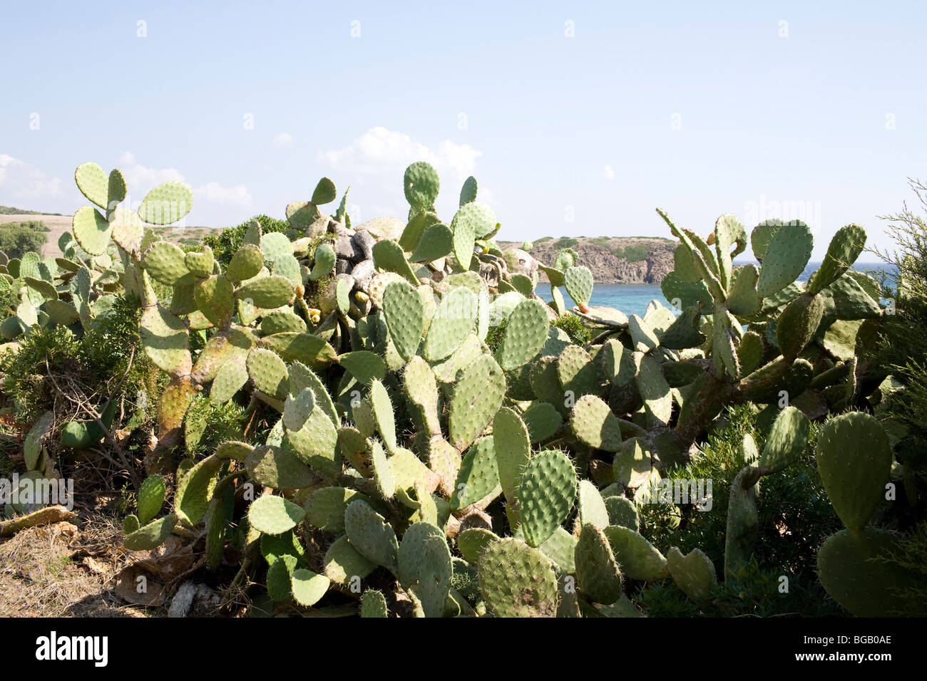Wild Cactus Bush, Sant'Antioco, Sardinia, Italy Stock Photo - Alamy