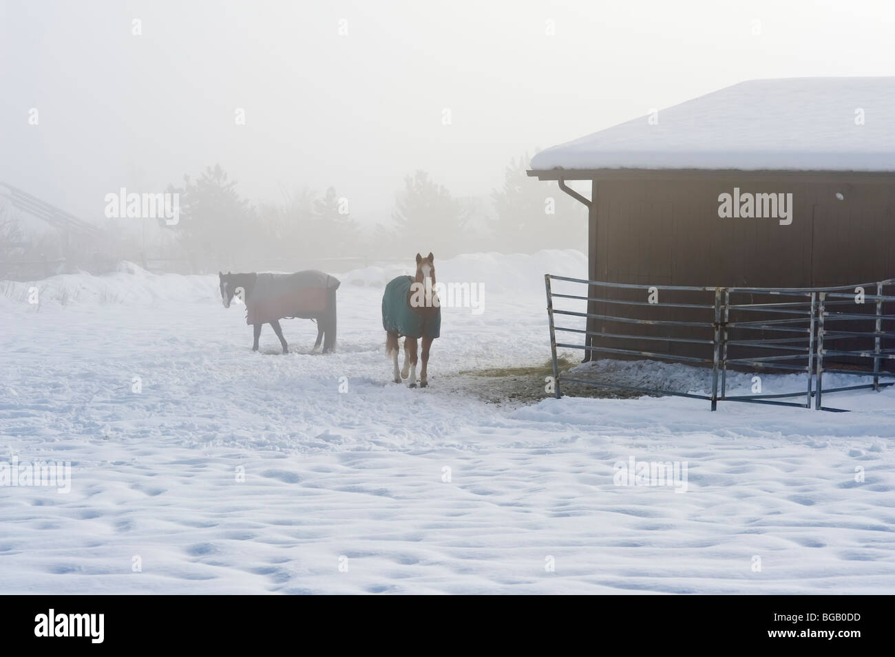 two horses in foggy corral Stock Photo - Alamy