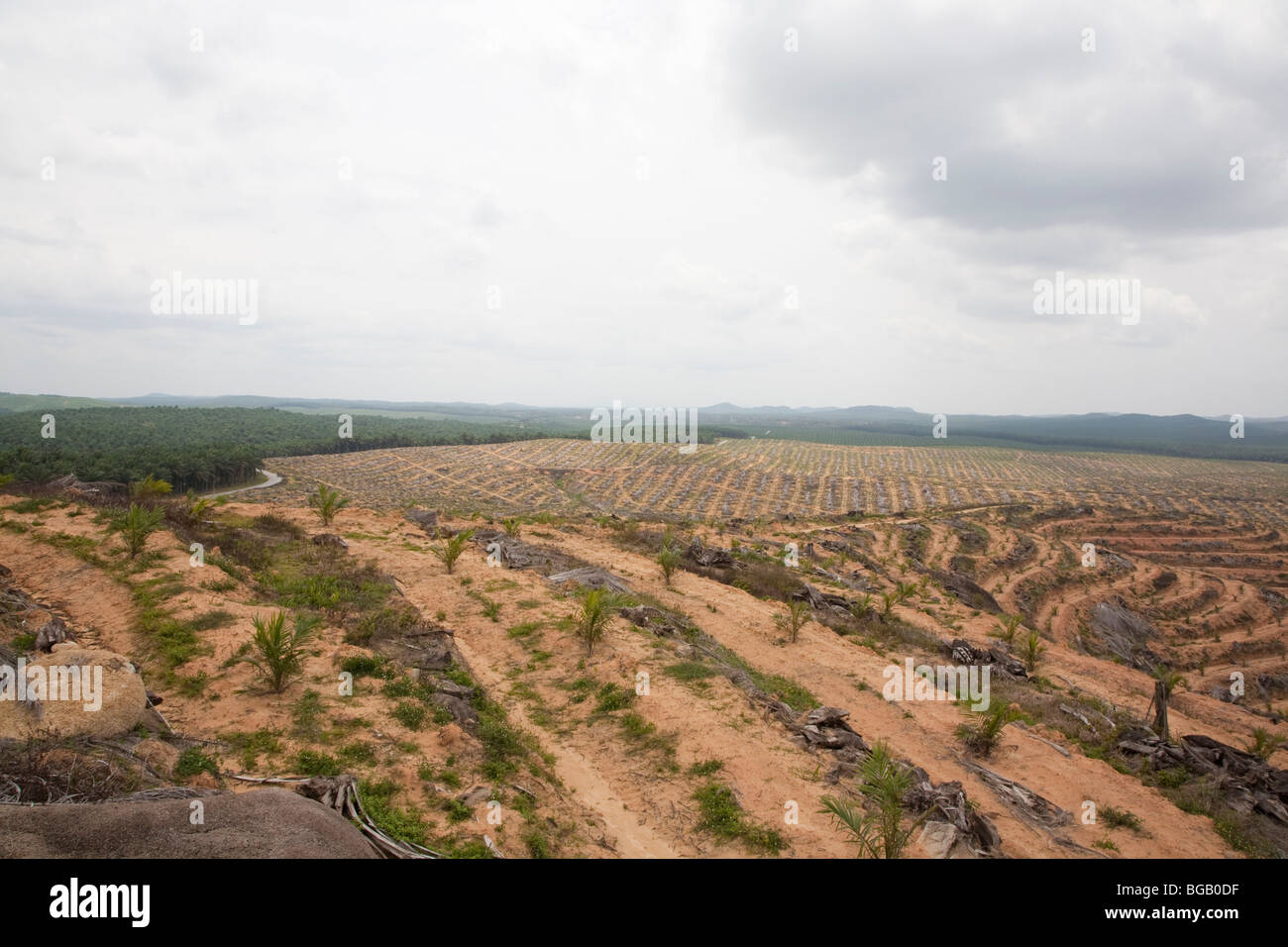 Newly planted palm trees where old trees had been cut down. Terracing ...
