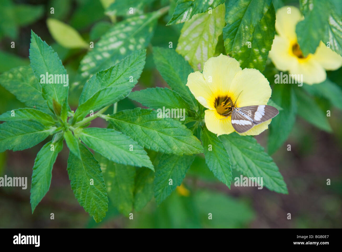 Attract pollinating moths hi-res stock photography and images - Alamy