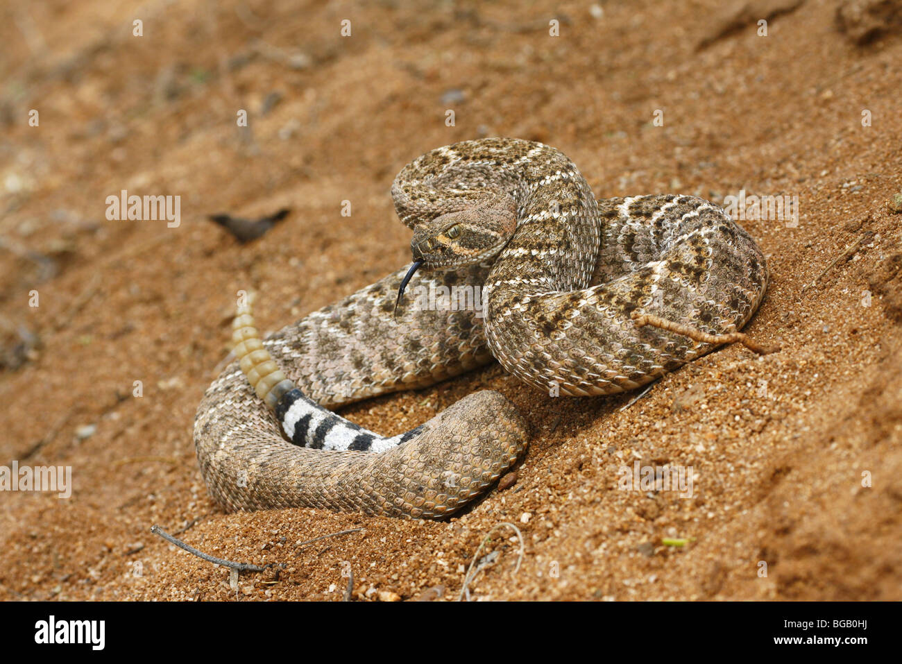 Diamondback rattlesnake fang hi-res stock photography and images - Alamy