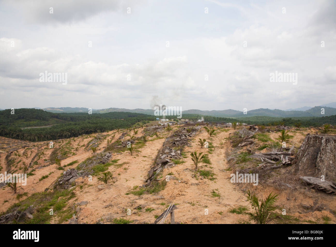 Newly planted palm trees where old trees had been cut down. Terracing ...