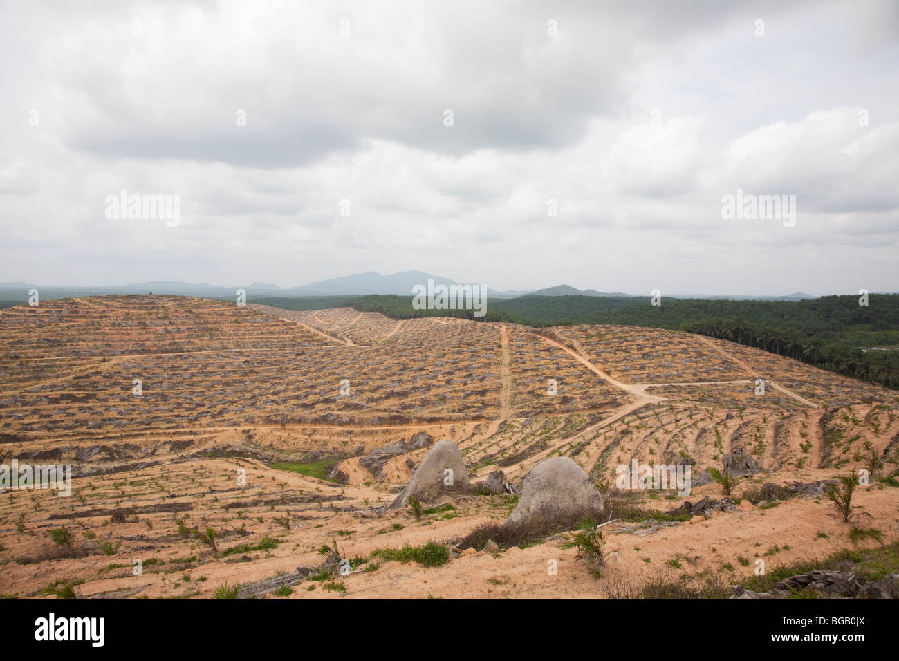 Newly planted palm trees where old trees had been cut down. Terracing ...