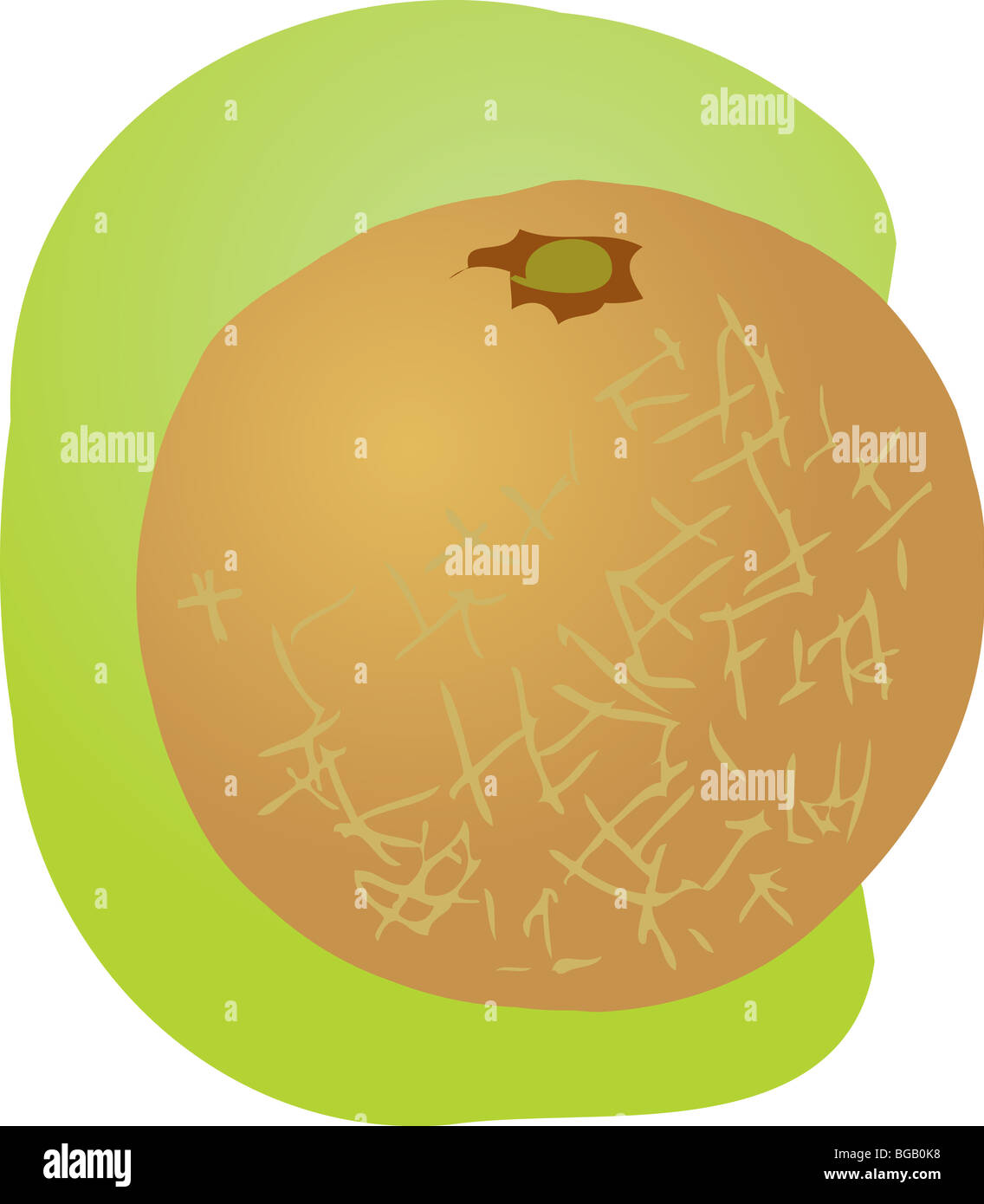 Sketch of whole fresh melon, fruit illustration Stock Photo - Alamy