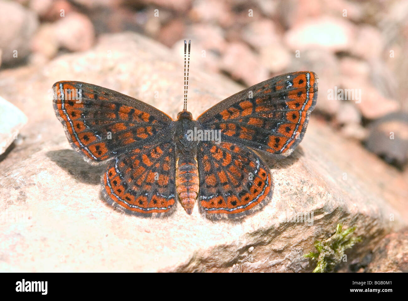 Swamp metalmark hi-res stock photography and images - Alamy