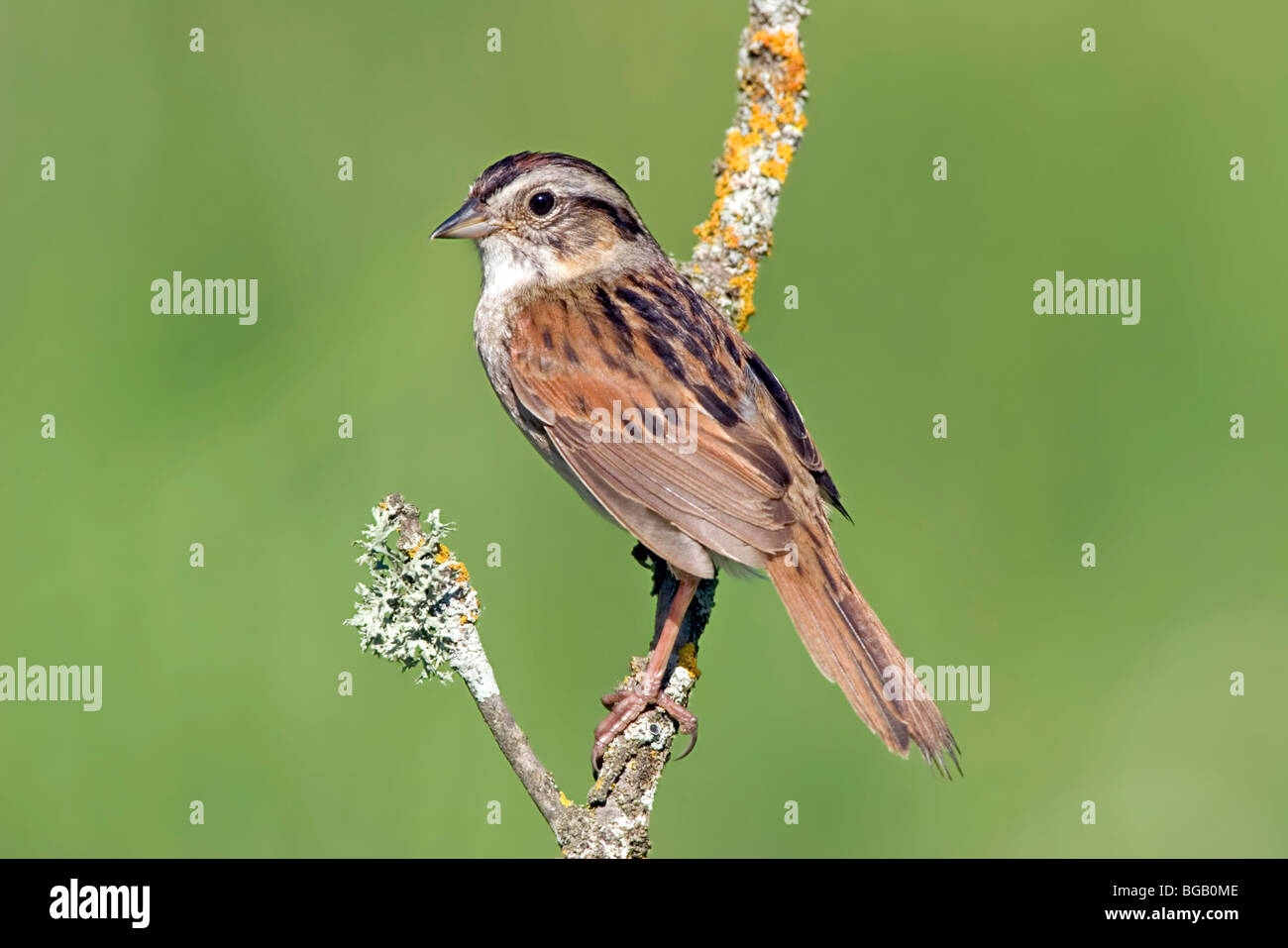 Bird sparrow swamp sparrow hi-res stock photography and images - Alamy