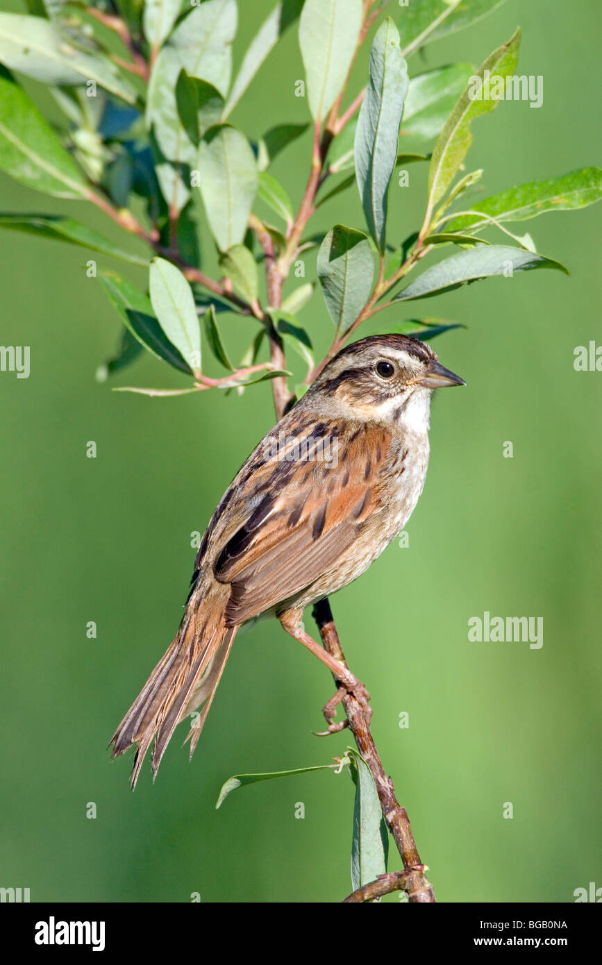Bird sparrow swamp sparrow hi-res stock photography and images - Alamy
