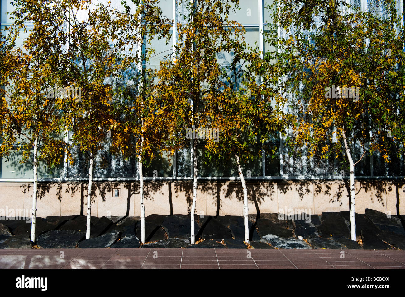 trees next to an office building Stock Photo - Alamy