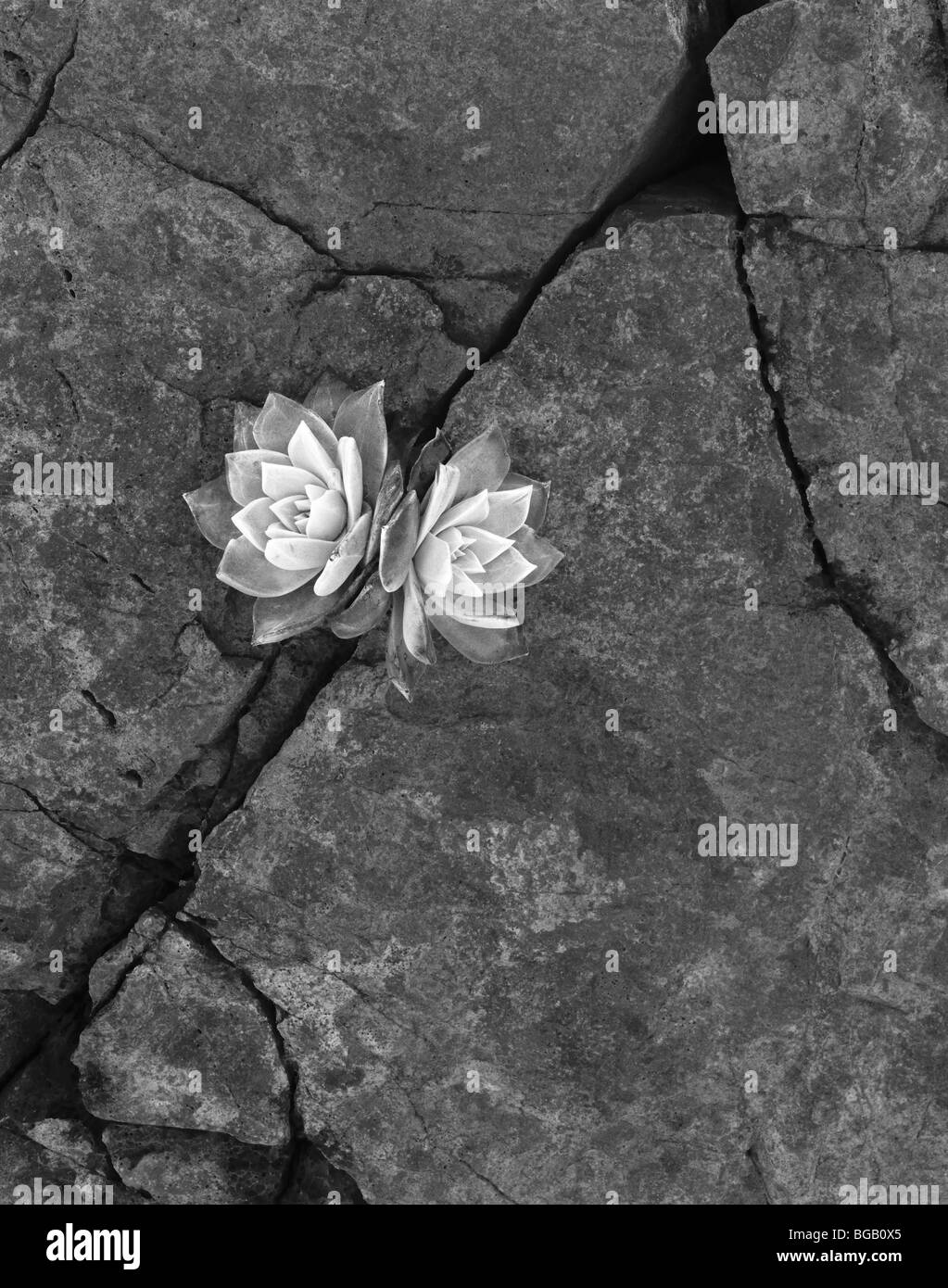 National parks united states ice Black and White Stock Photos & Images ...