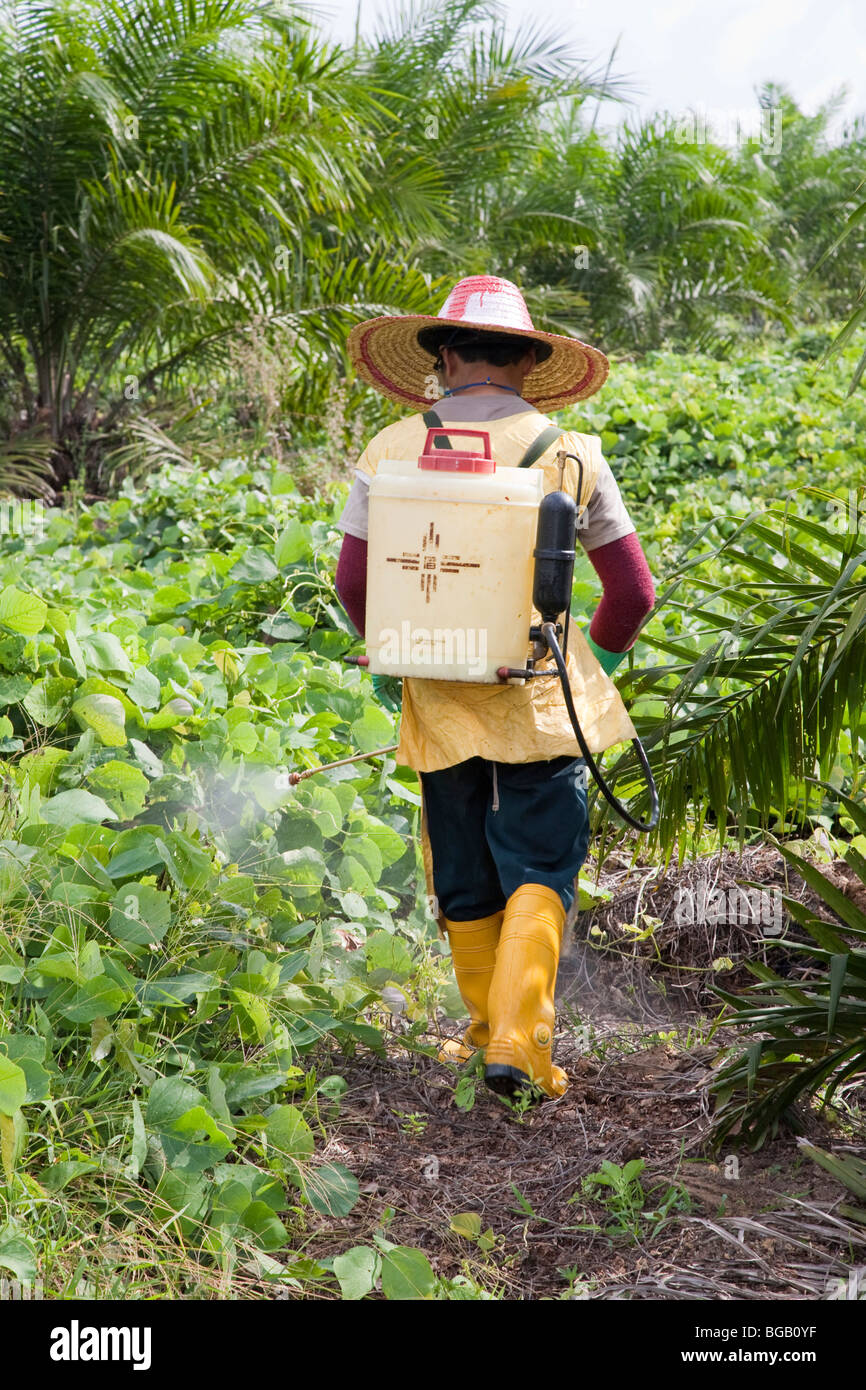 A worker spraying glyphosate herbicide around young palm trees. Sindora ...