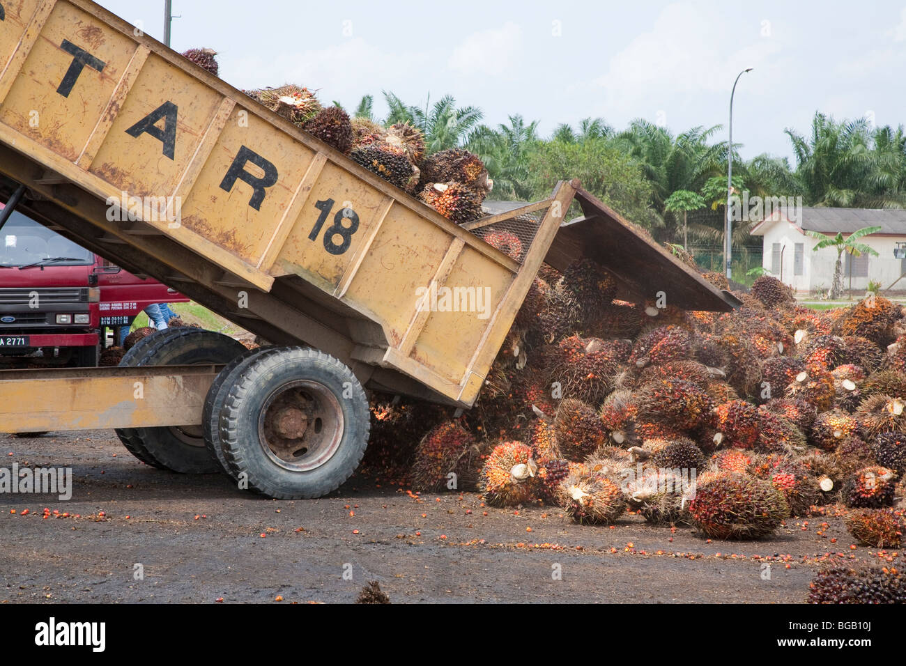 A load of oil palm fresh fruit bunches (FFBs) are dumped at the mill ...