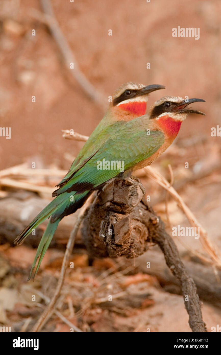 Portrait of a bee-eater in southern Africa. The photo was taken in ...