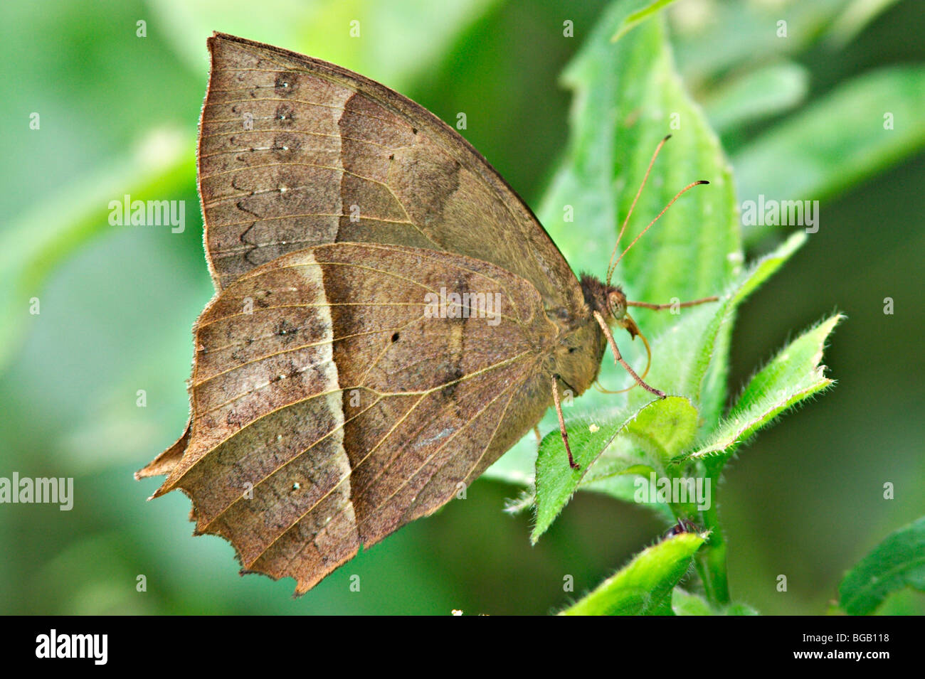Tailed Satyr butterfly Stock Photo - Alamy