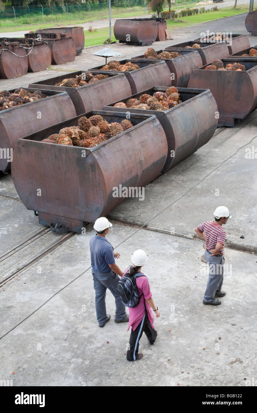 Sindora palm oil mill hi-res stock photography and images - Alamy