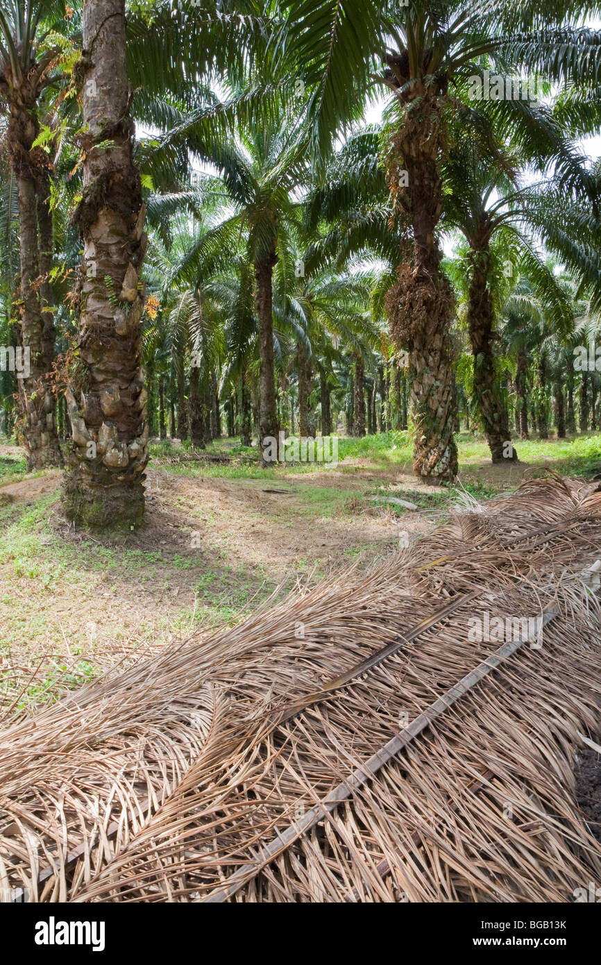 Dried Palm Tree Leaves Stock Photos & Dried Palm Tree Leaves Stock ... Dried Palm Tree Leaves Stock Photos & Dried Palm Tree Leaves Stock ...