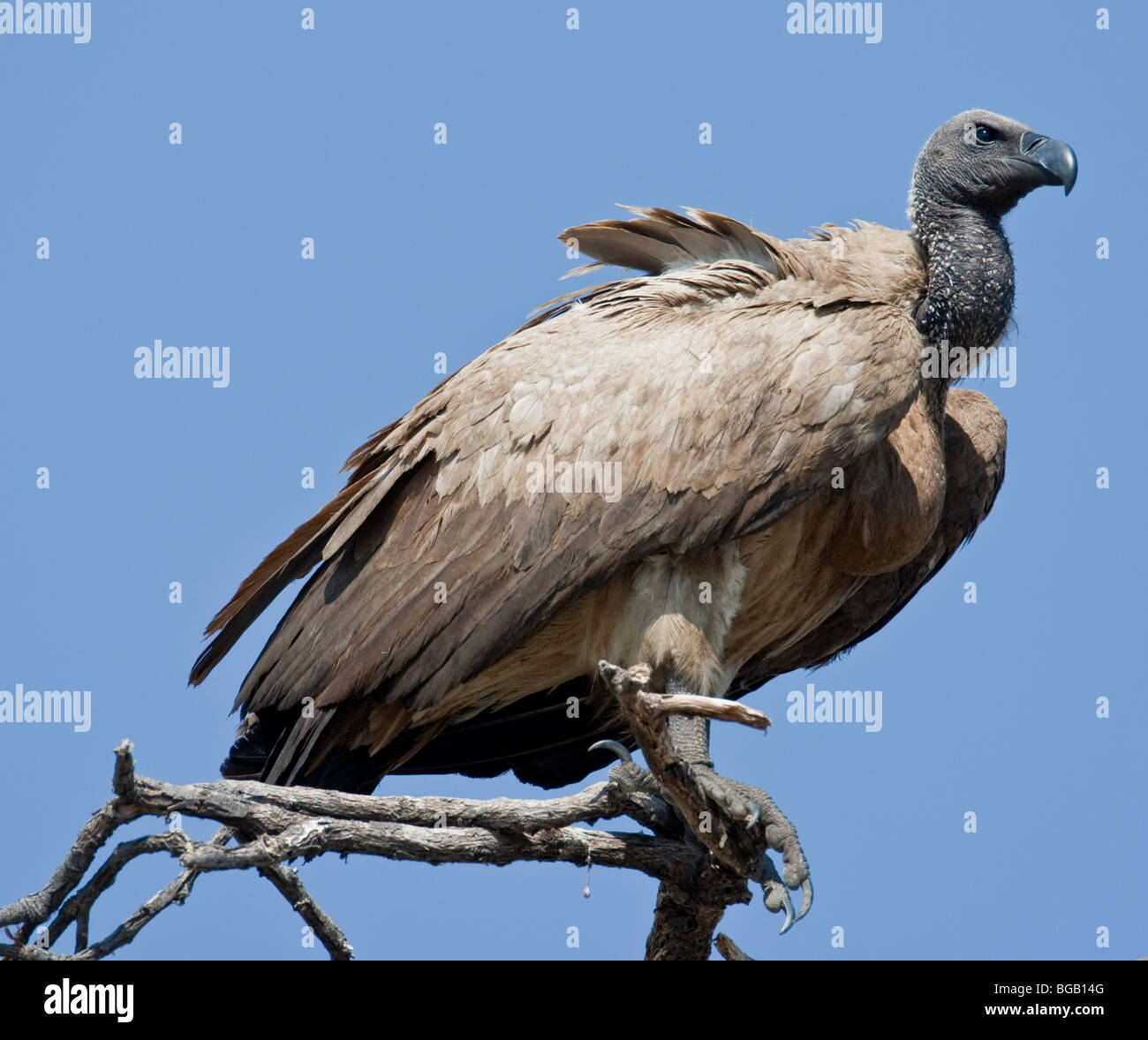 Portrait of a cape vulture bird hi-res stock photography and images - Alamy