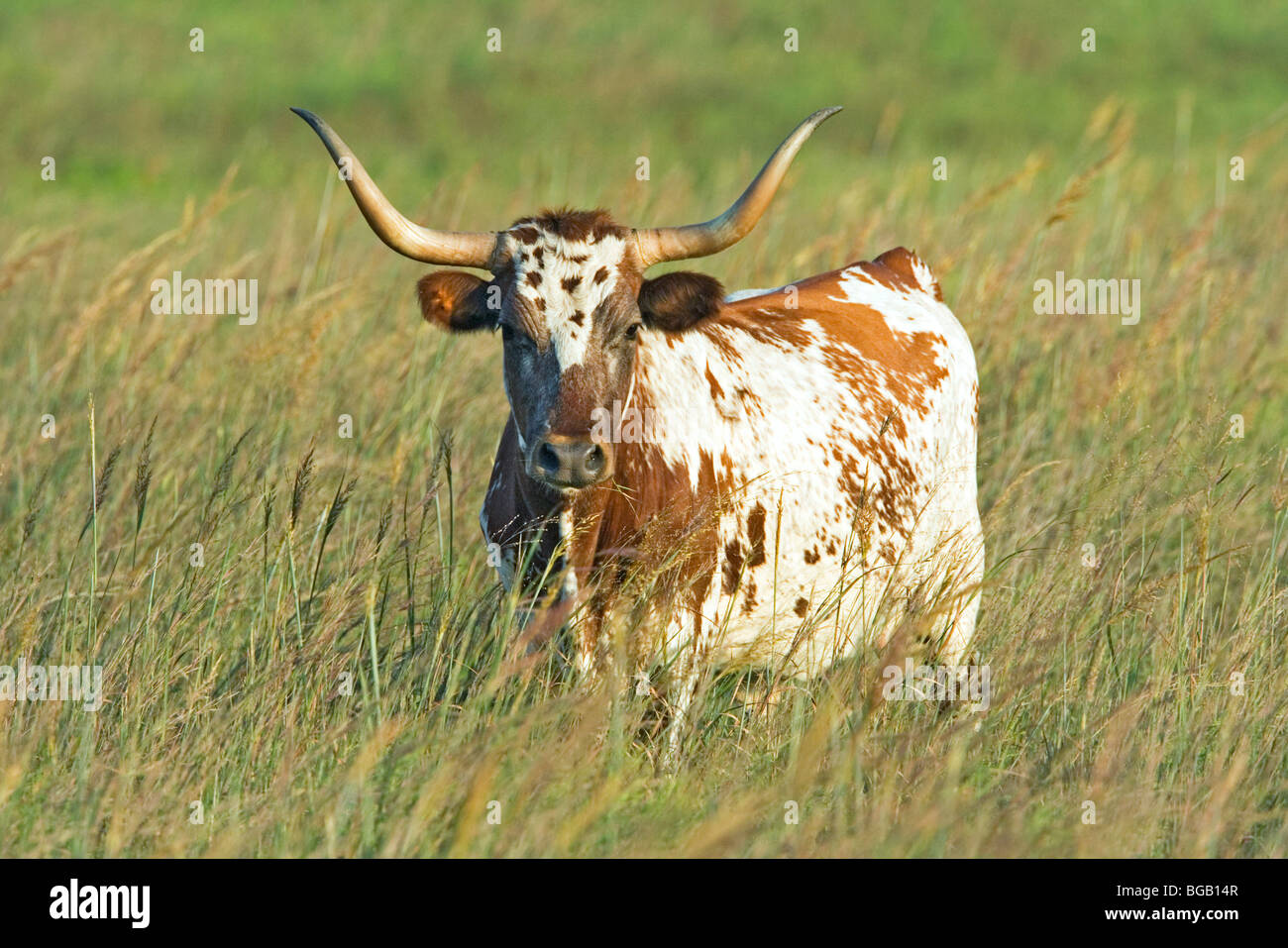 Texas Longhorn or Long-horned Cattle were once the prime beef cattle ...