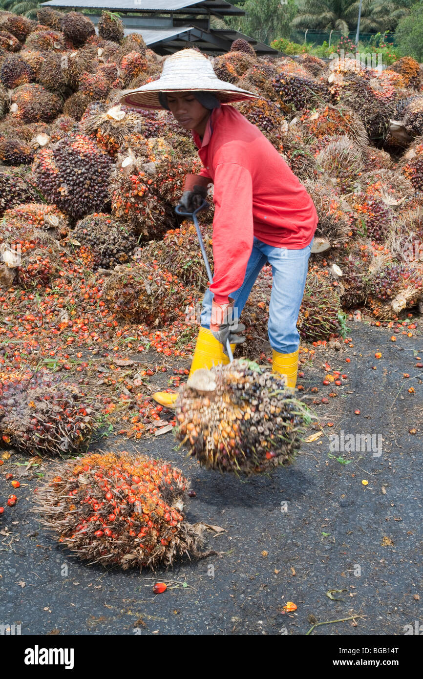 Ffbs hi-res stock photography and images - Alamy