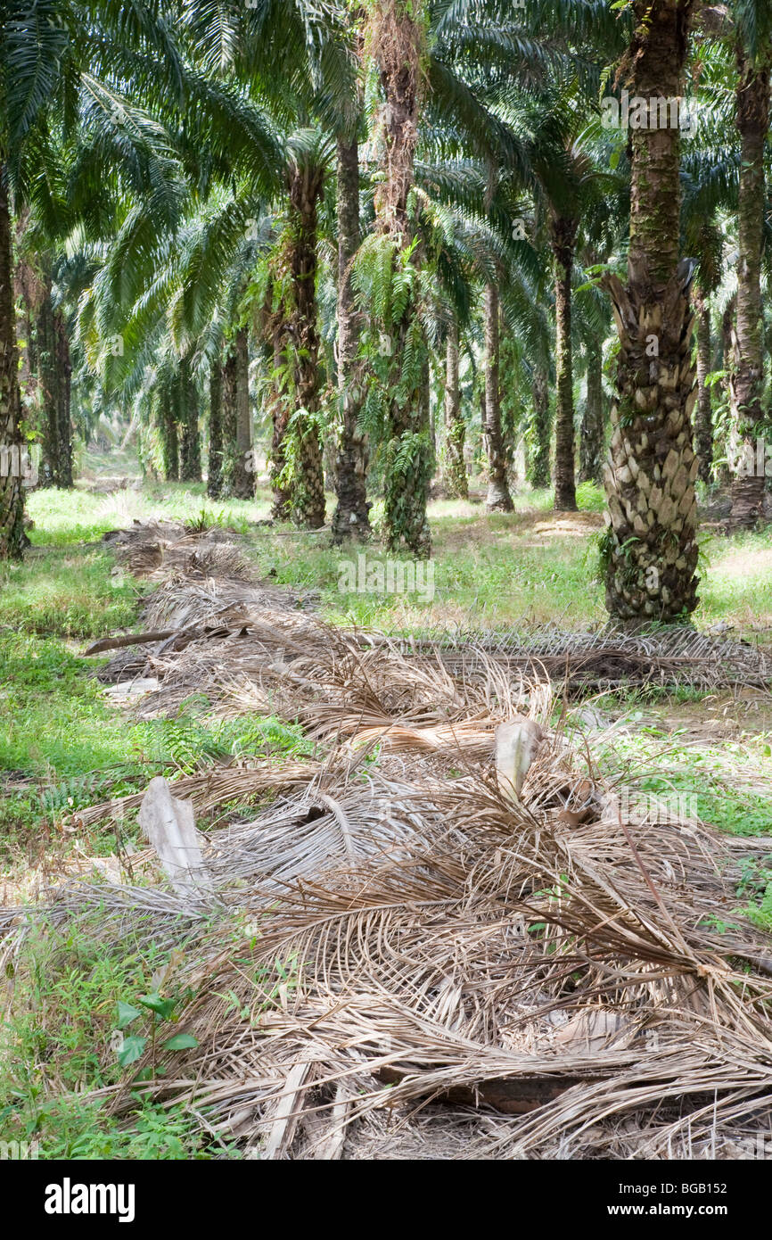 Old palm leaves hi-res stock photography and images - Alamy