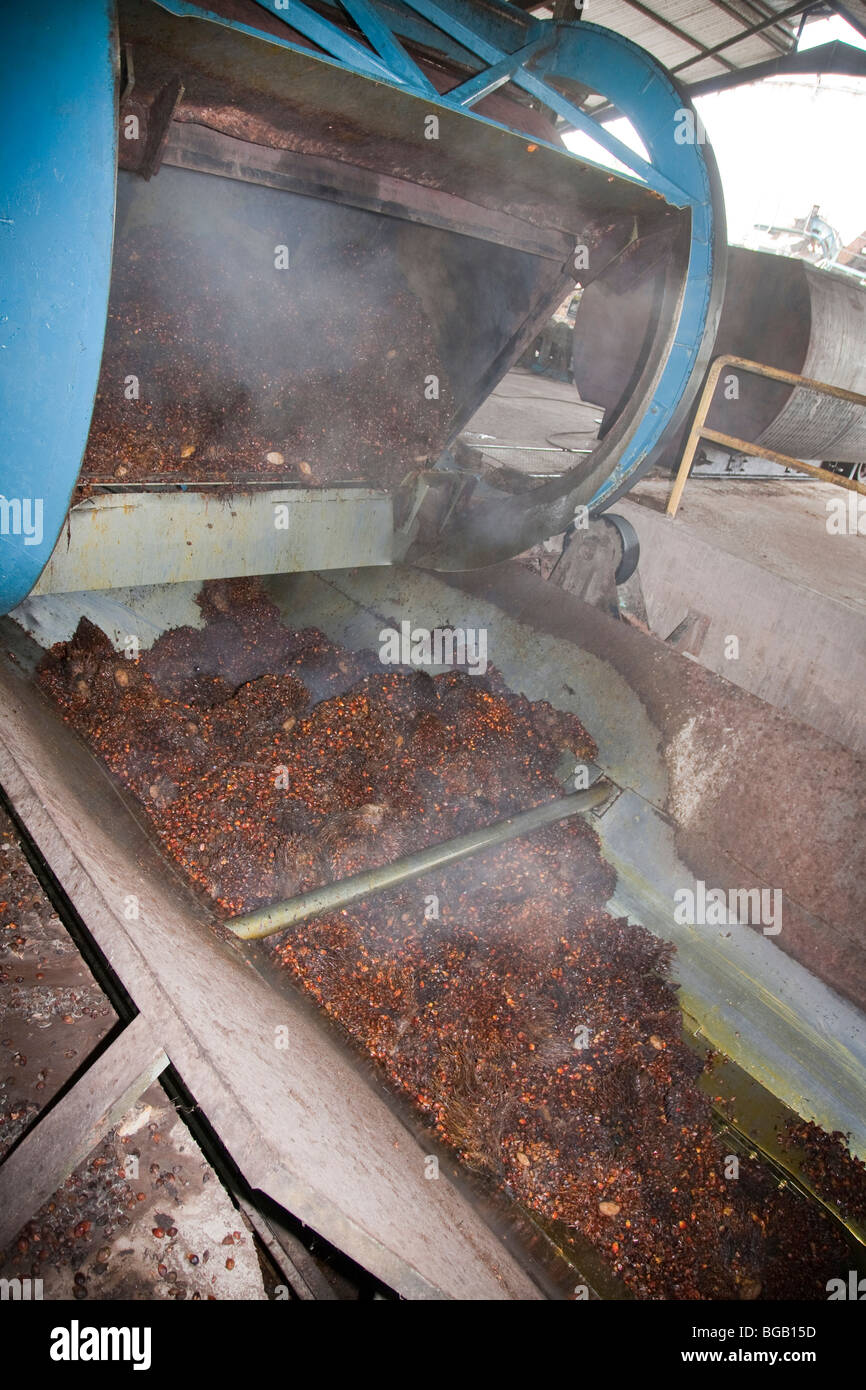 The steaming hot oil palm fresh fruit bunches (FFBs) are emptied out of ...