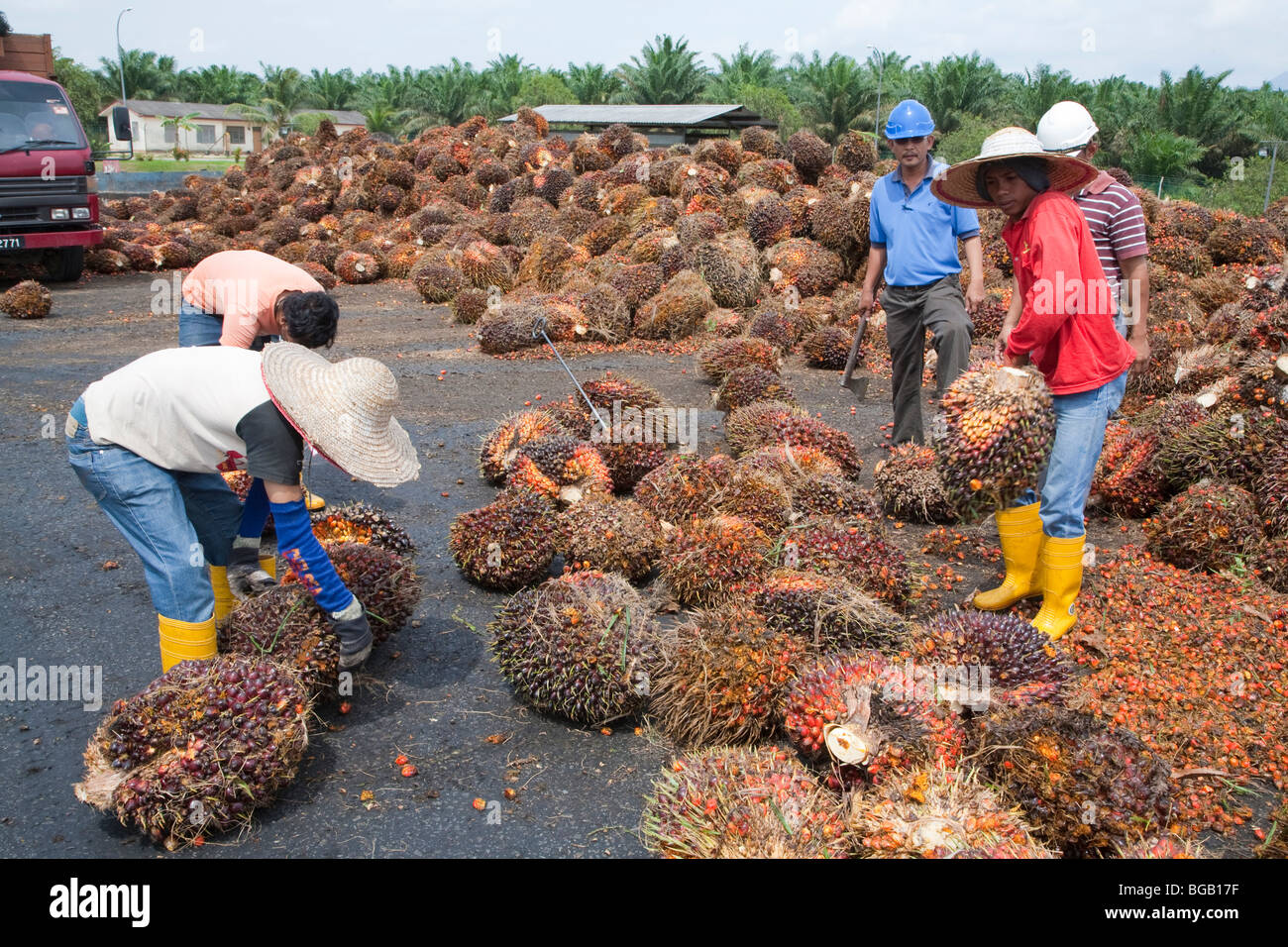 Palm Oil Mill High Resolution Stock Photography and Images - Alamy
