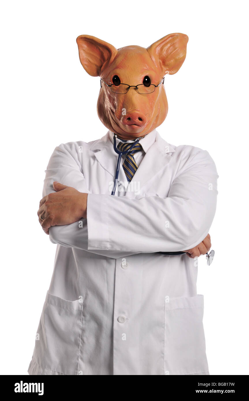 Swine Flu metaphor showing a doctor with pig's head isolated on white ...