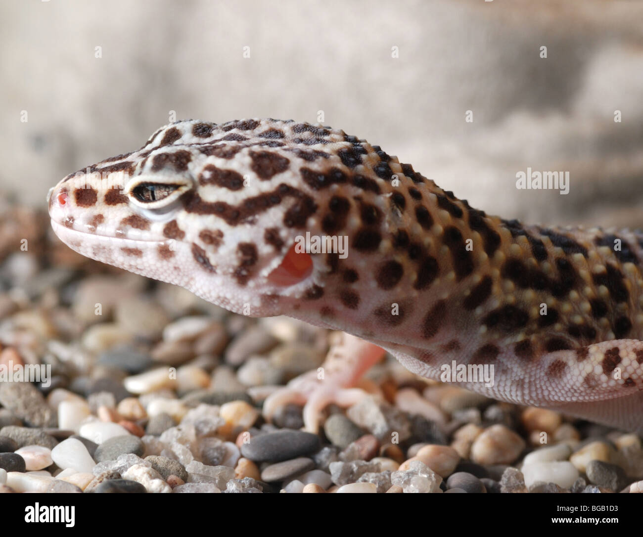The lizard. A kowtowing animal on stones - a pebble Stock Photo - Alamy