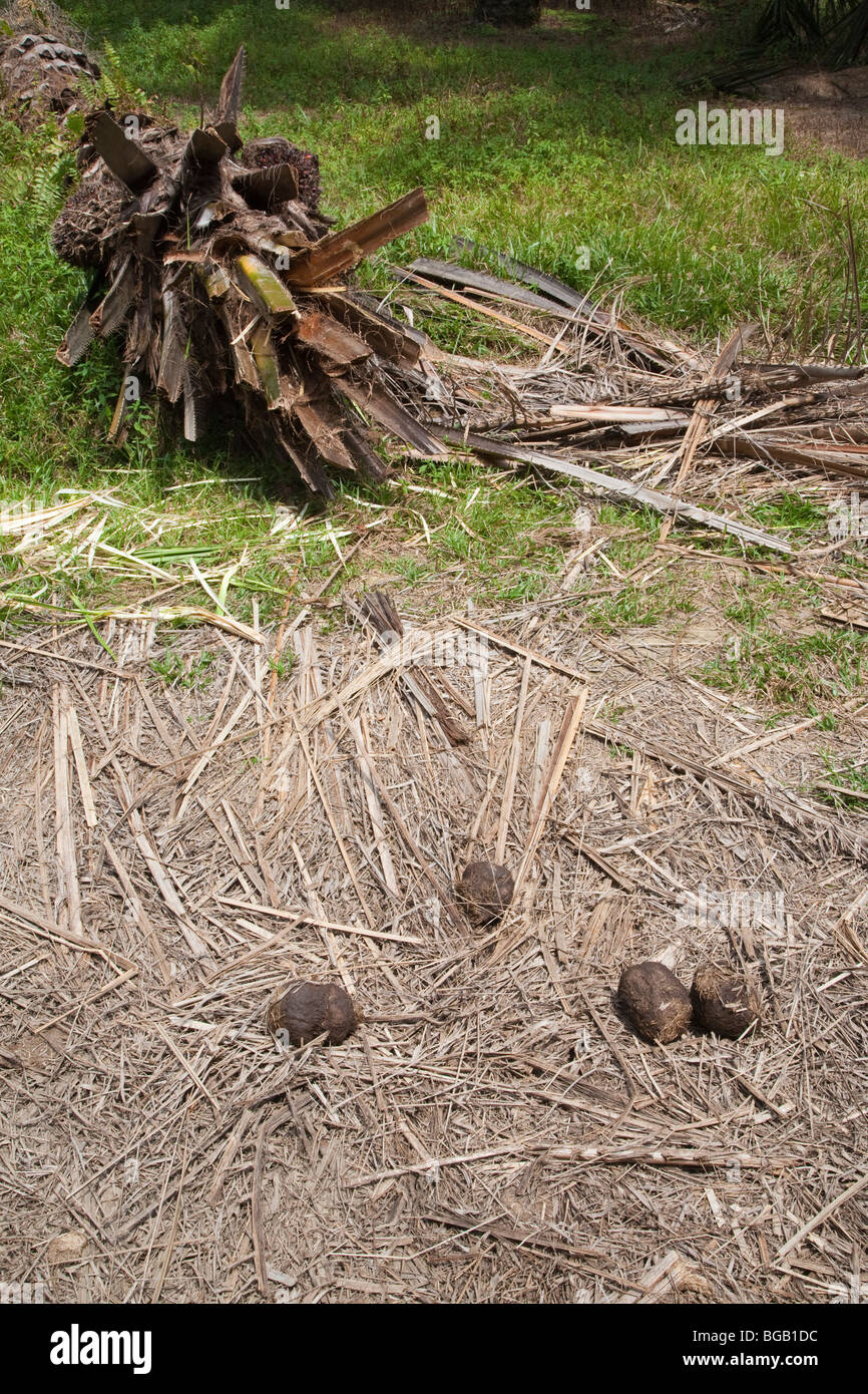 Elephant tree roots hi-res stock photography and images - Alamy