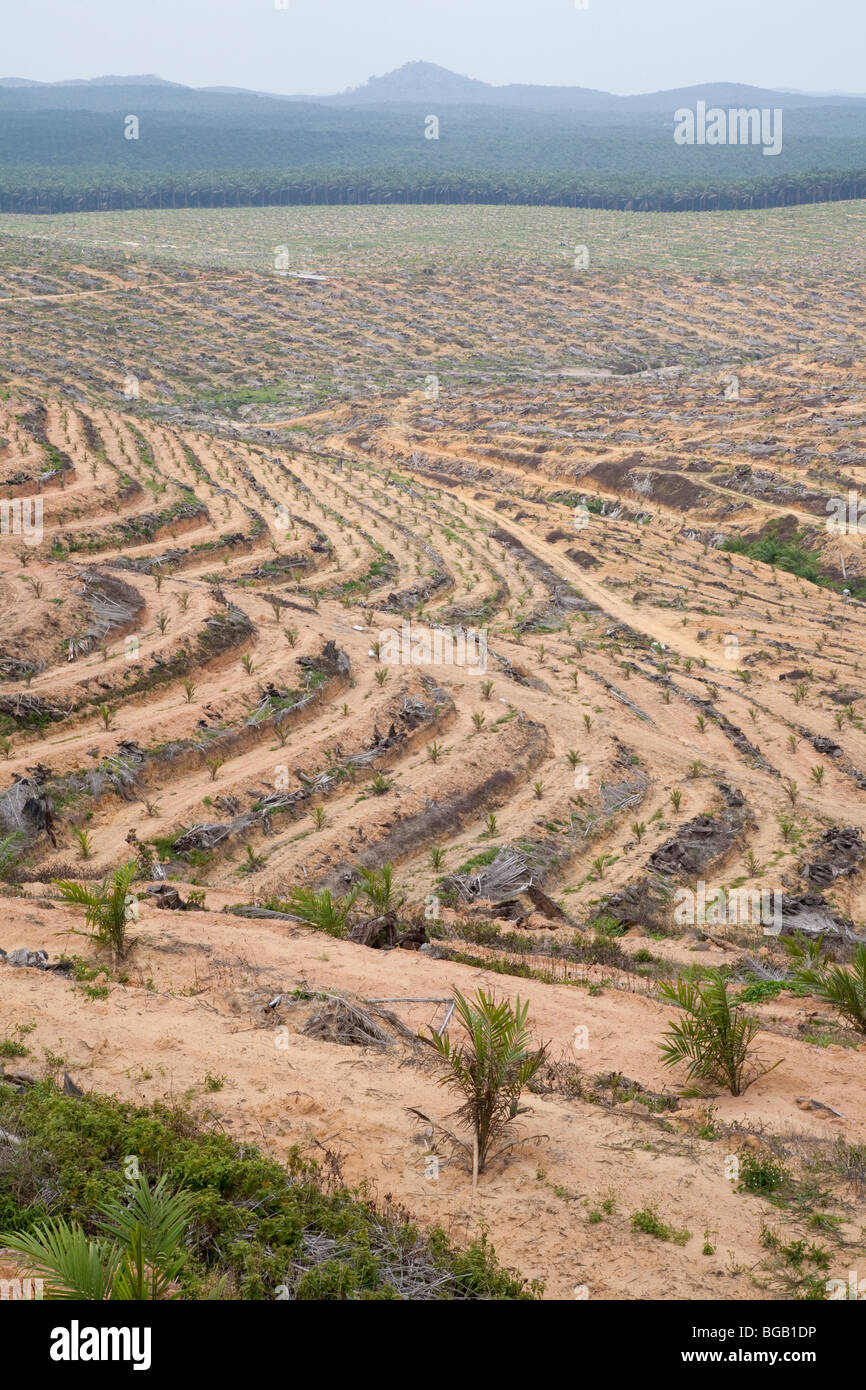 Newly planted palm trees where old trees had been cut down. Terracing ...