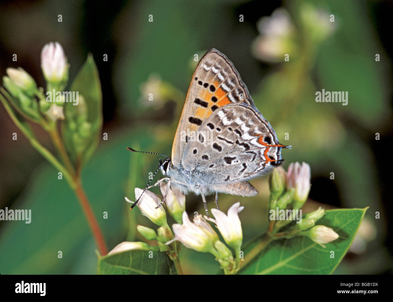 Copper scales hi-res stock photography and images - Alamy