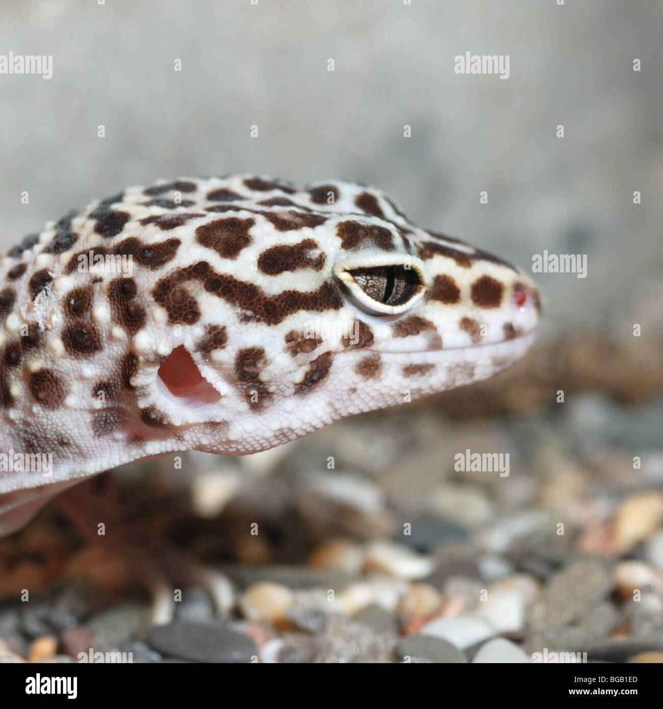 Kowtowing hi-res stock photography and images - Alamy