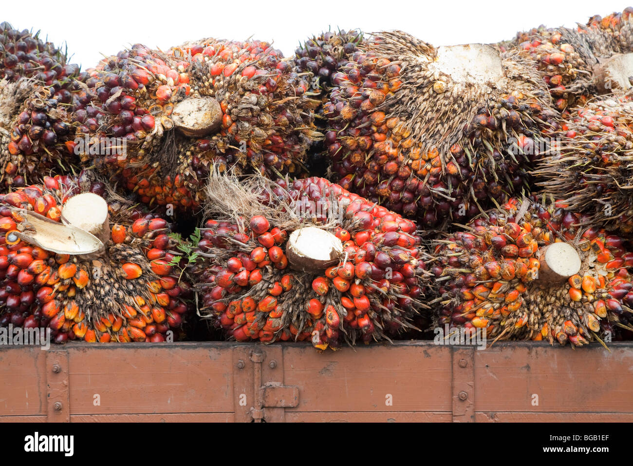 Ffbs hi-res stock photography and images - Alamy