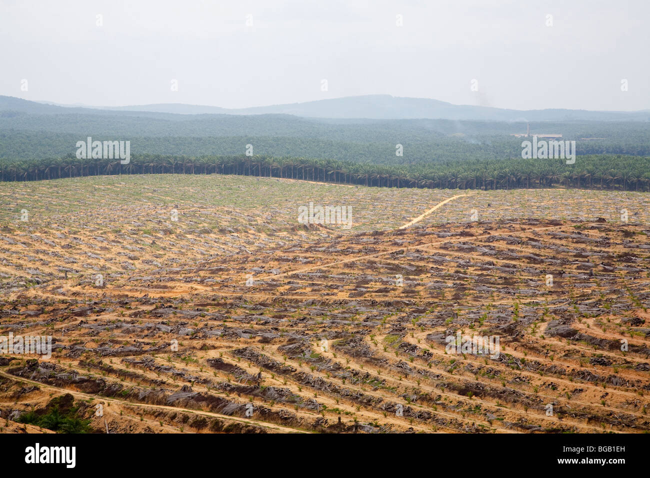 Palm Oil Plantation High Resolution Stock Photography and Images - Alamy
