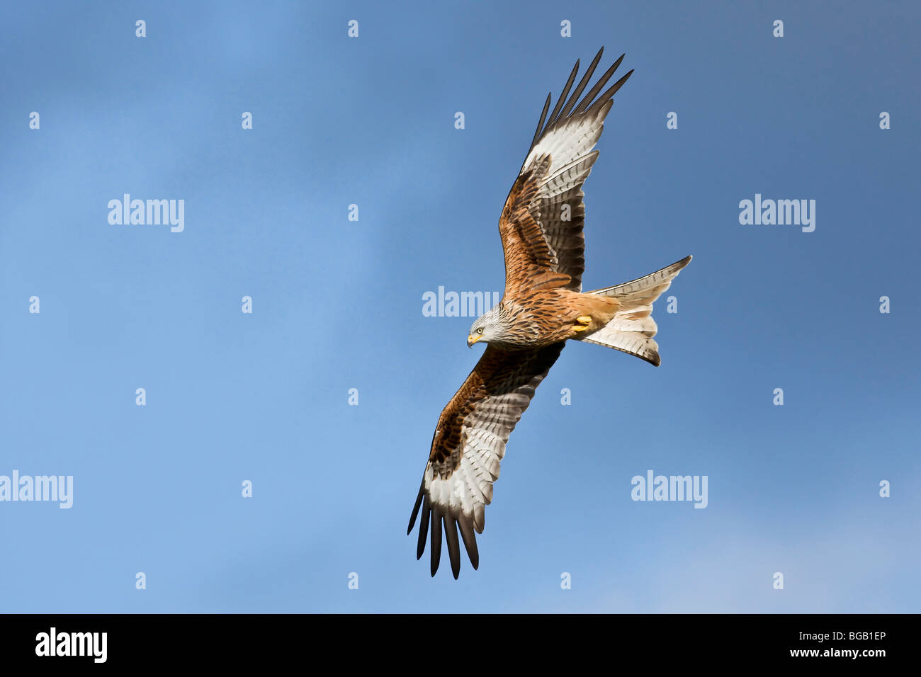 Red Kite in flight Stock Photo - Alamy
