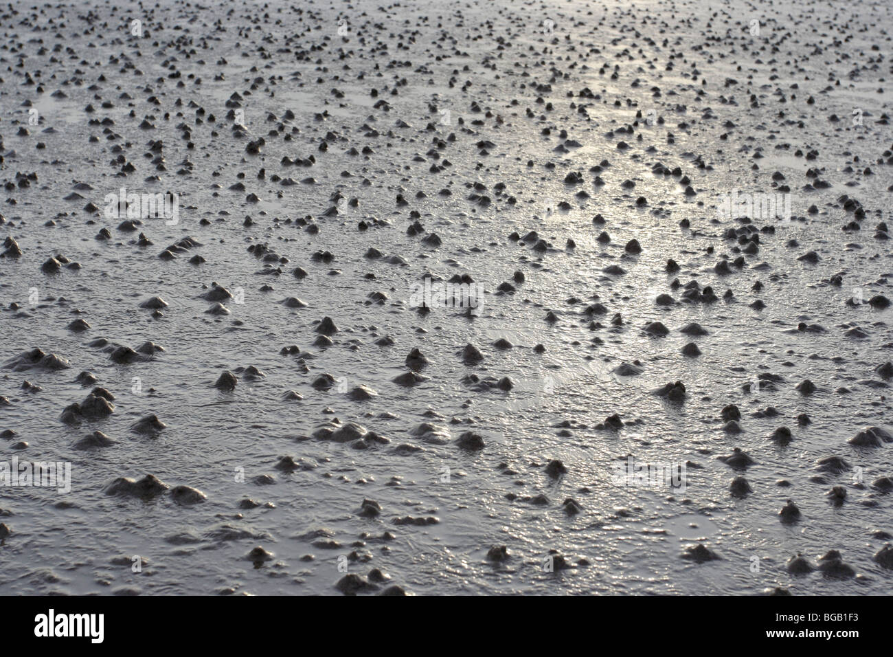 Lugworm cast on the beach in Terengganu, Malaysia Stock Photo - Alamy