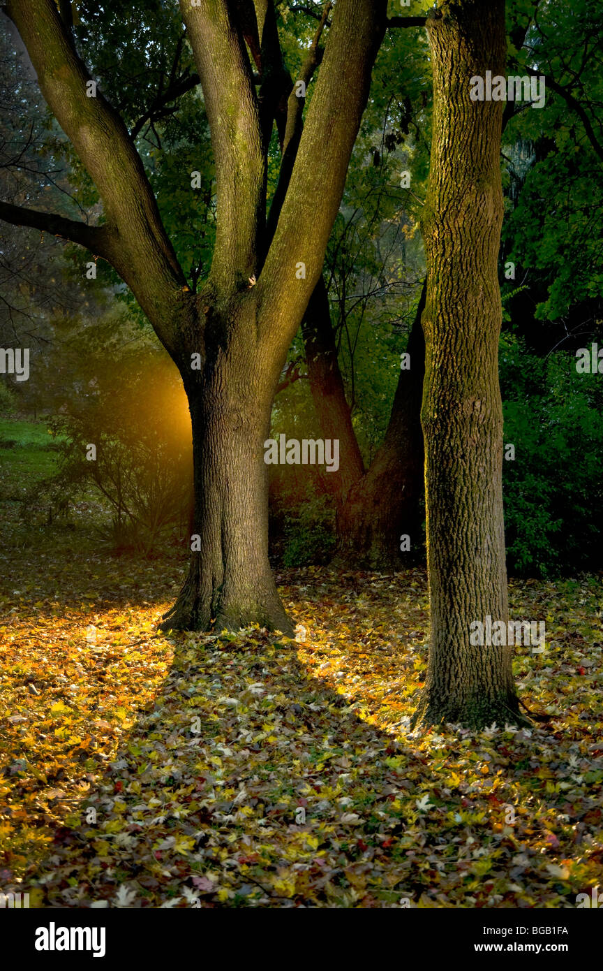 Night forest hi-res stock photography and images - Alamy
