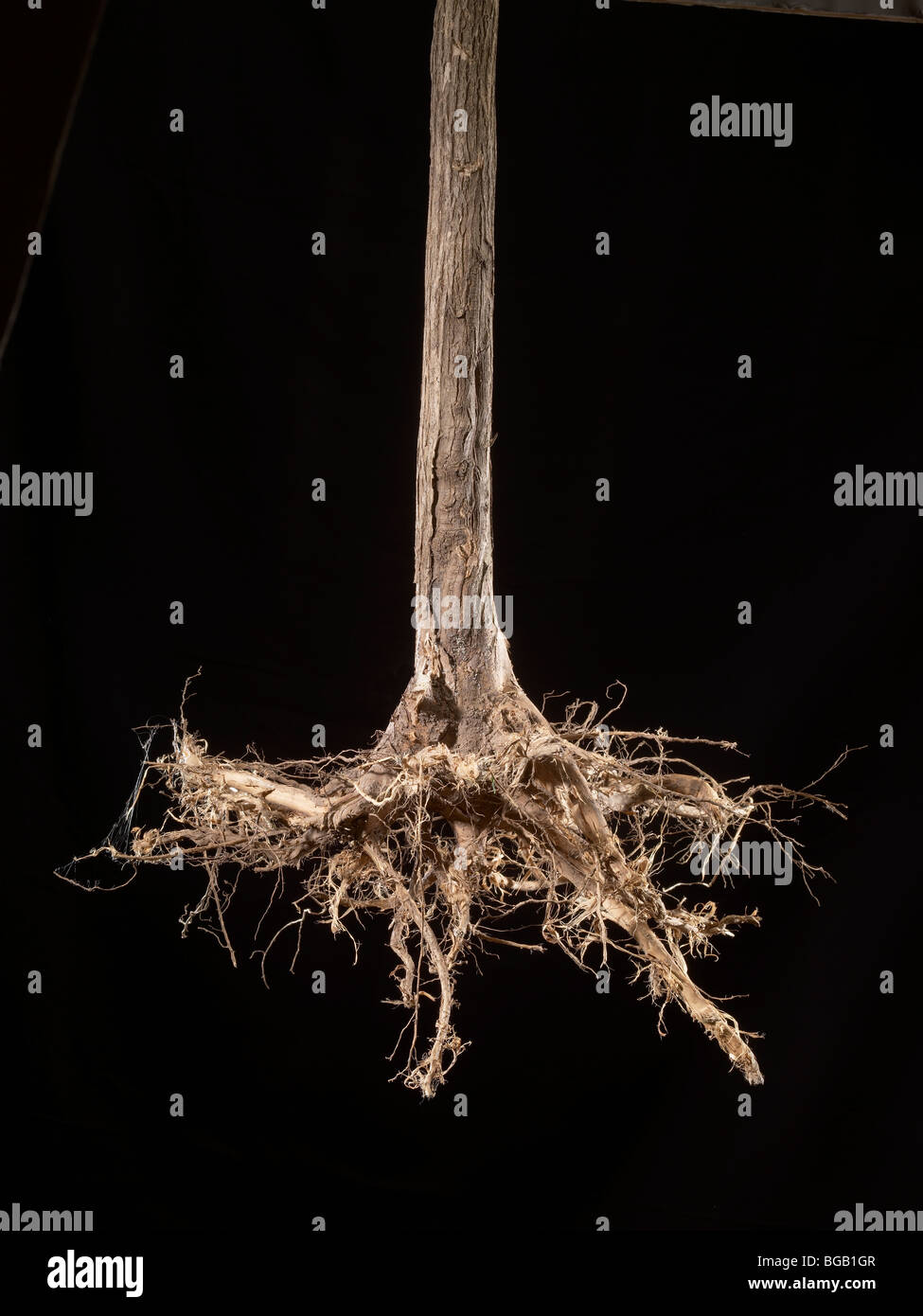 Tree roots root cut out studio detail hi-res stock photography and ...